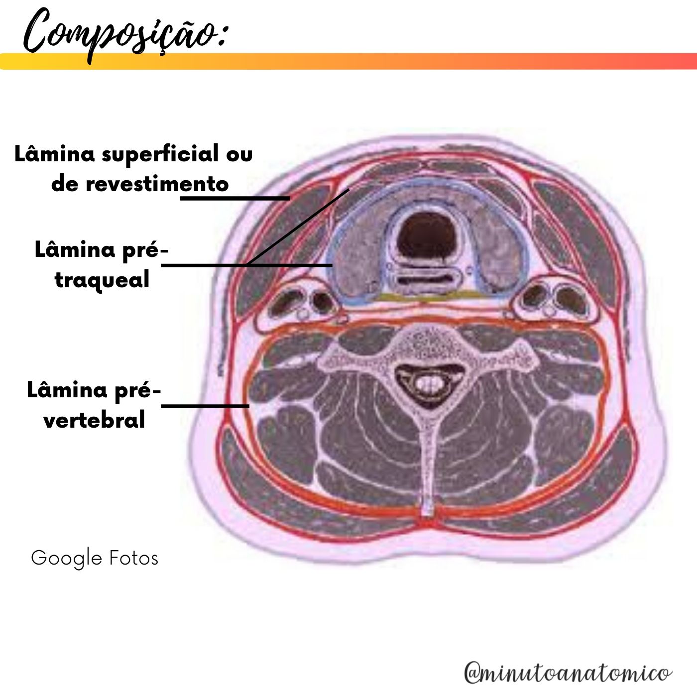 Minuto Anatômico #42: Fáscia Cervical – Anatomia & Fisioterapia