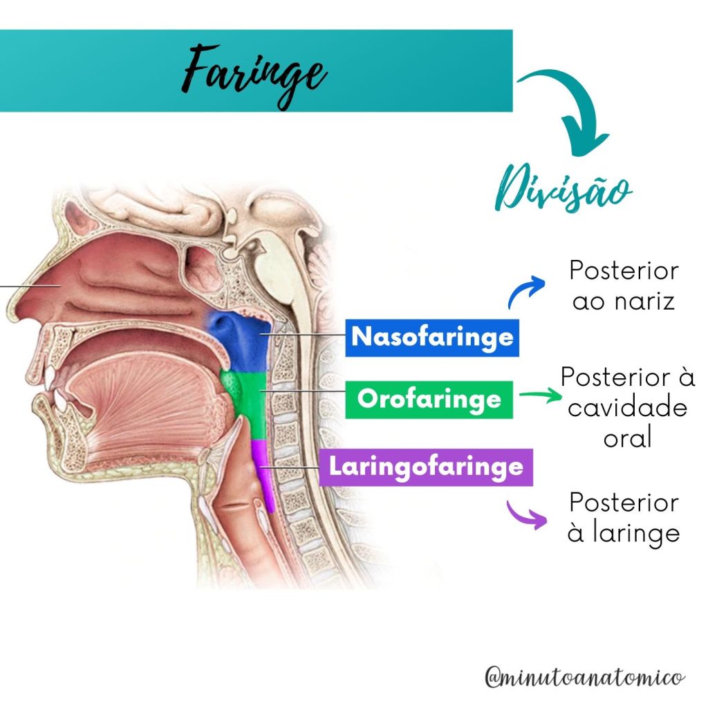 Minuto Anatômico #45: Faringe – Anatomia & Fisioterapia