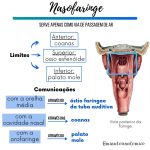 Minuto Anatômico #45: Faringe – Anatomia & Fisioterapia