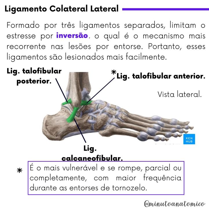 Minuto Anatômico #44: Articulação talocrural – Anatomia & Fisioterapia