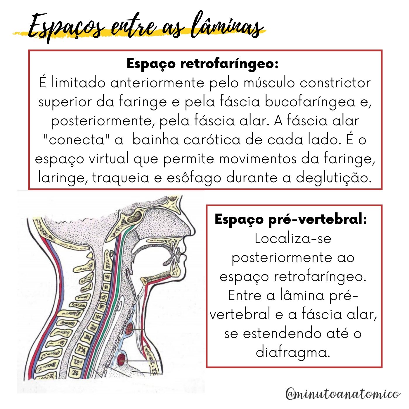Minuto Anatômico #42: Fáscia Cervical – Anatomia & Fisioterapia