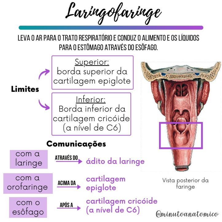 Minuto Anatômico #45: Faringe – Anatomia & Fisioterapia