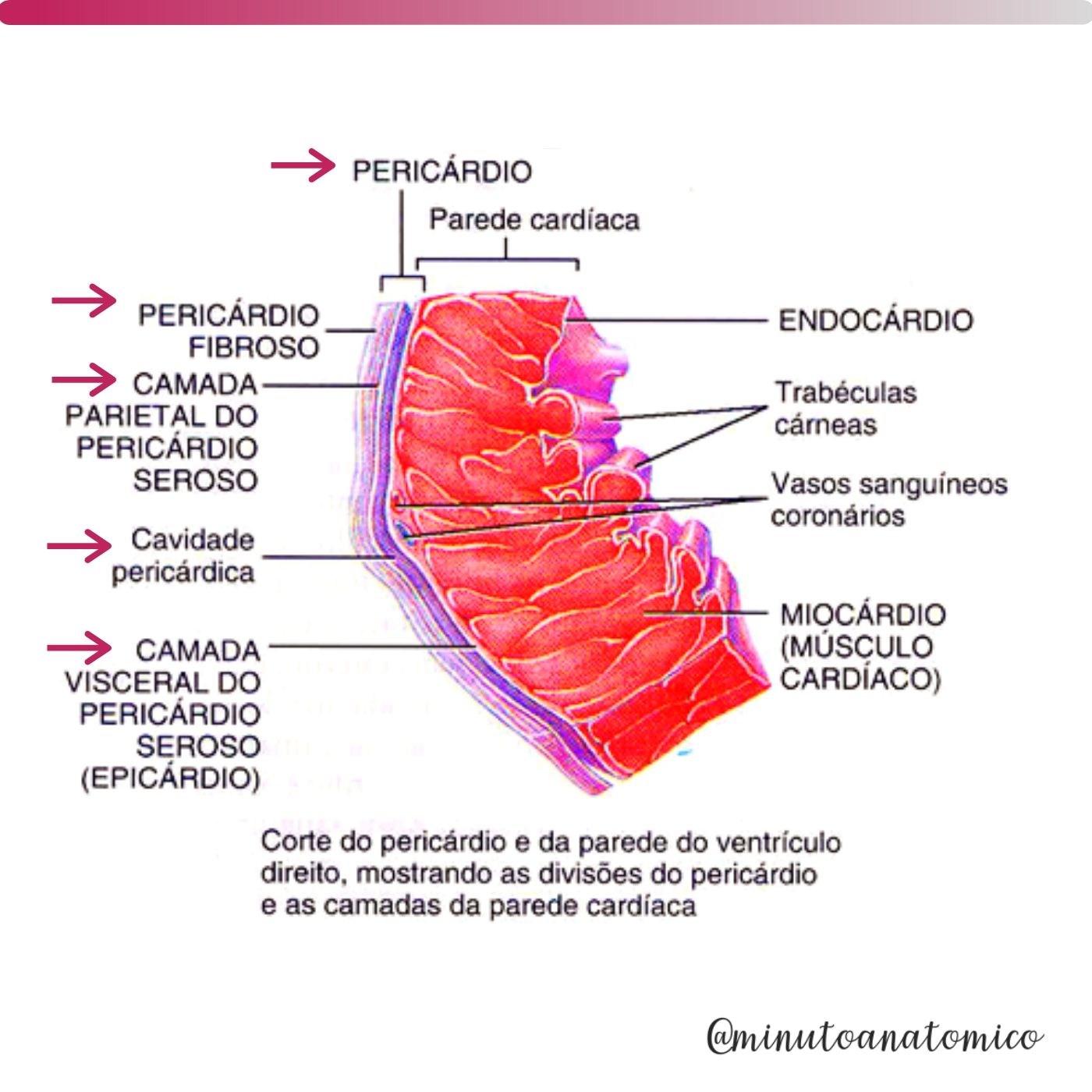 Minuto Anatômico #47: Pericárdio – Anatomia & Fisioterapia