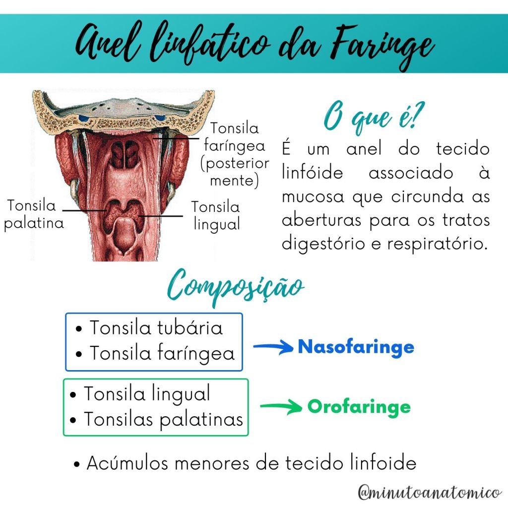 Minuto Anatômico #45: Faringe – Anatomia & Fisioterapia