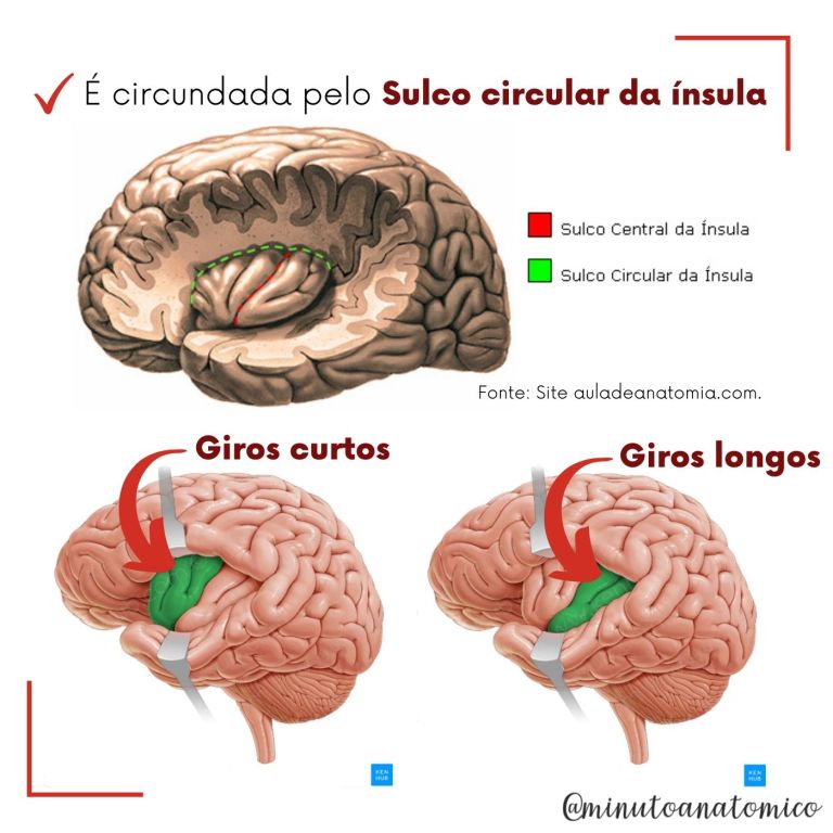 Minuto Anatômico #46: Ínsula – Anatomia & Fisioterapia