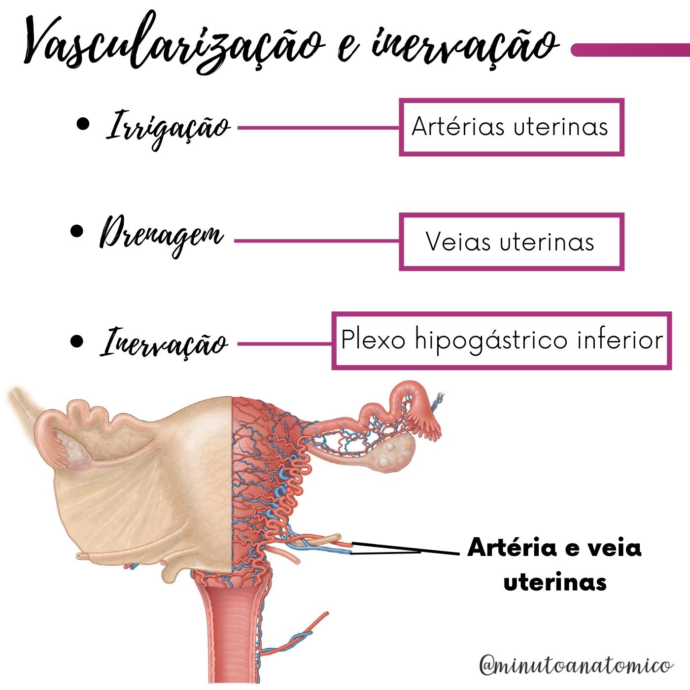 Minuto Anatômico #48: Útero – Anatomia & Fisioterapia