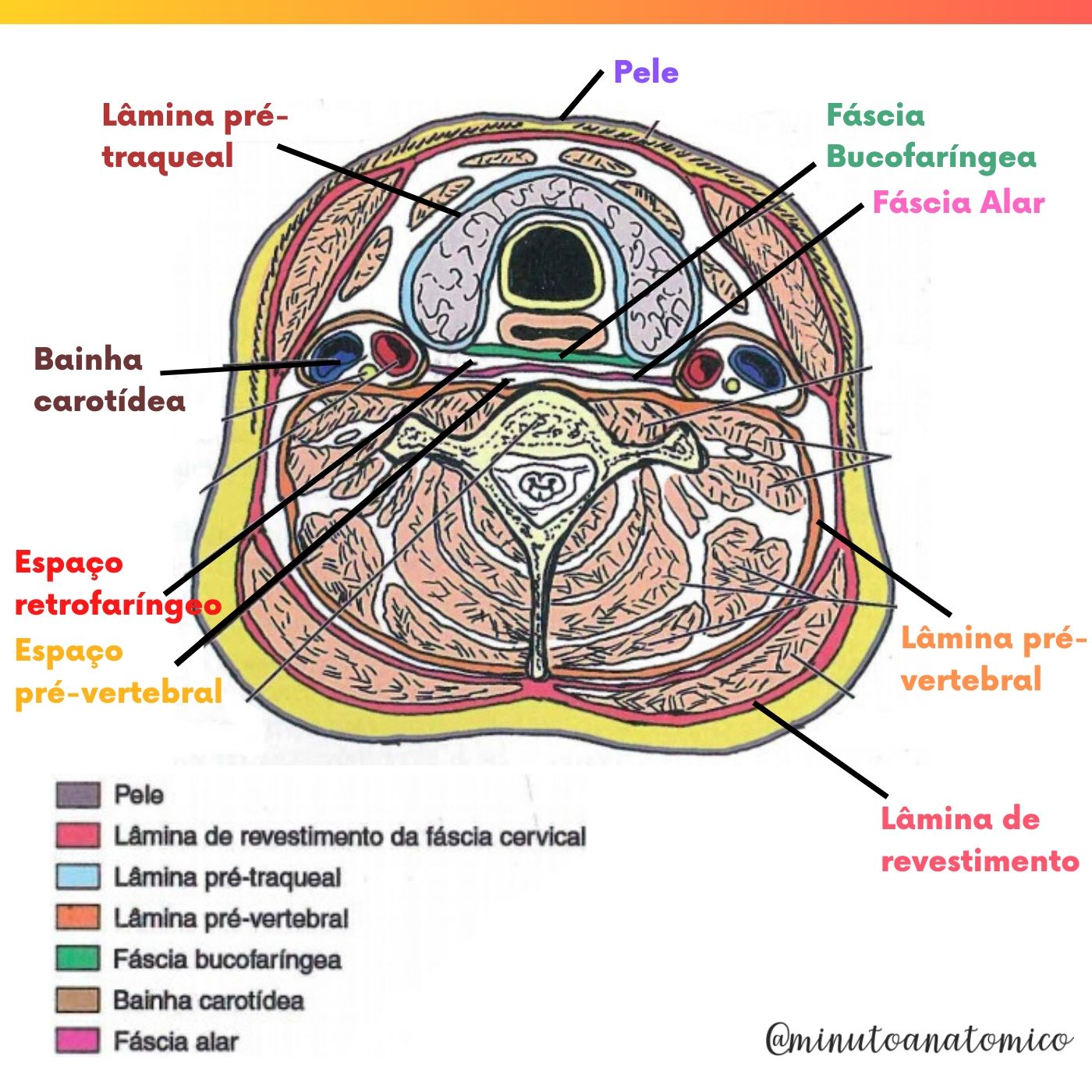 Minuto Anatômico #42: Fáscia Cervical – Anatomia & Fisioterapia