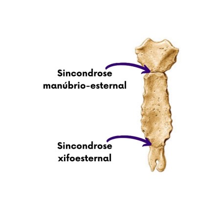 20. Classificação das articulações – Anatomia & Fisioterapia