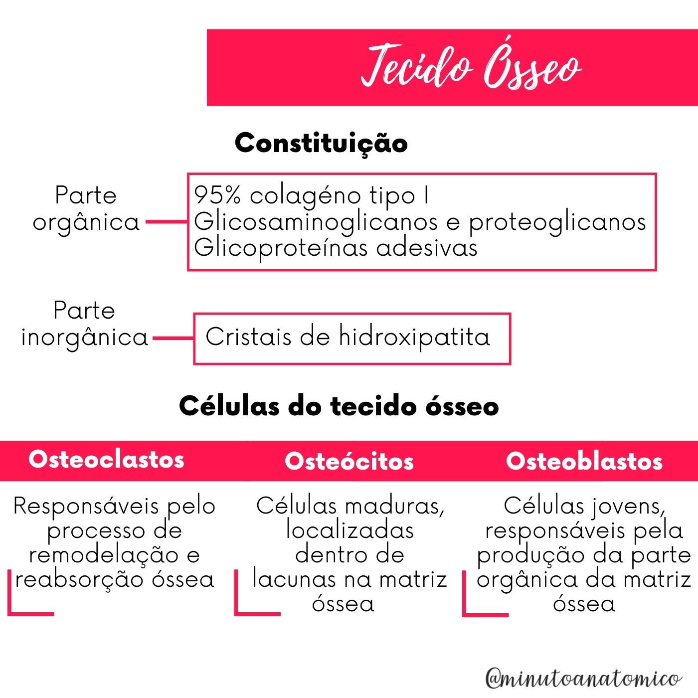 Minuto anatômico #56: Periósteo e Endósteo – Anatomia & Fisioterapia