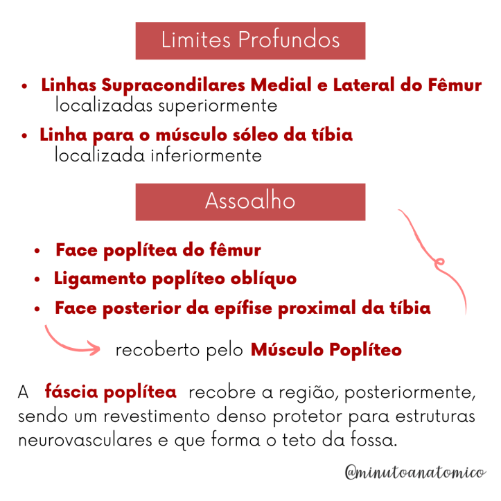 Minuto Anatômico #55: Fossa Poplítea – Anatomia & Fisioterapia