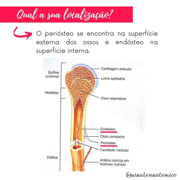 Minuto anatômico #56: Periósteo e Endósteo – Anatomia & Fisioterapia