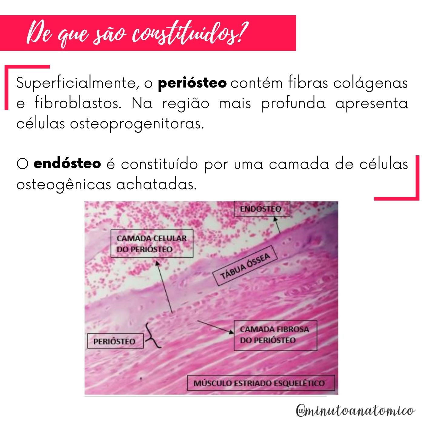 Minuto anatômico #56: Periósteo e Endósteo – Anatomia & Fisioterapia