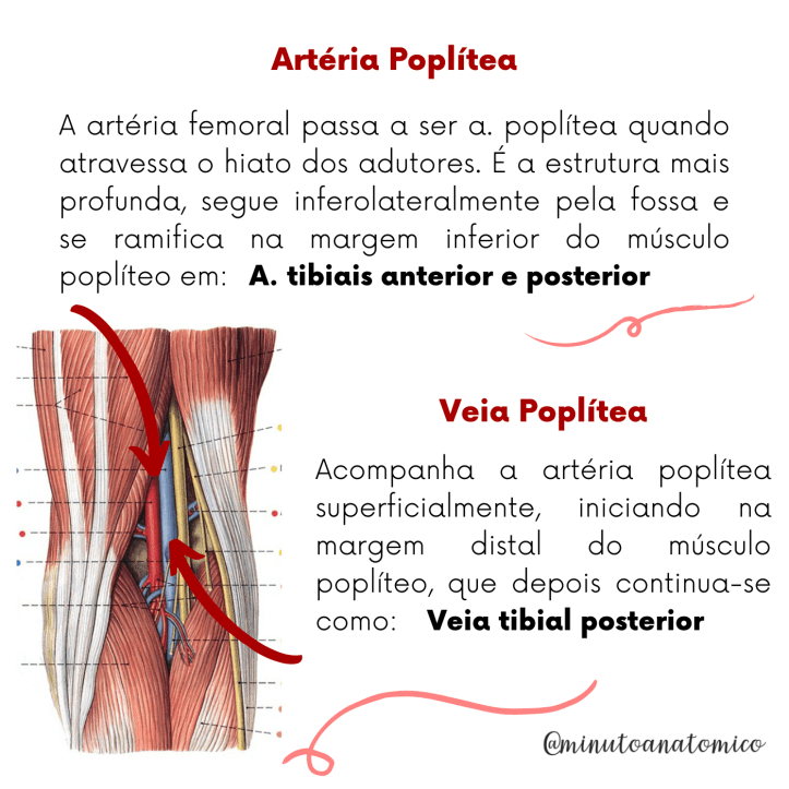 Minuto Anatômico #55: Fossa Poplítea – Anatomia & Fisioterapia