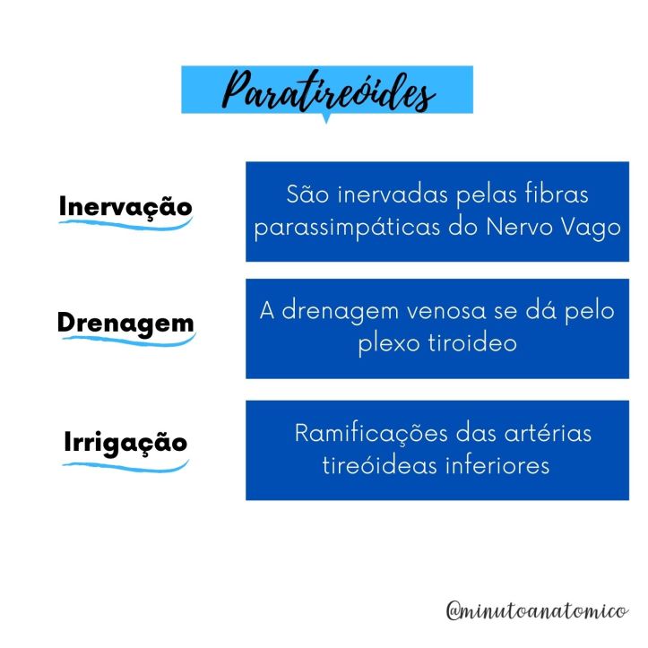 Minuto Anatômico #53: Tireoide e Paratireoide – Anatomia & Fisioterapia