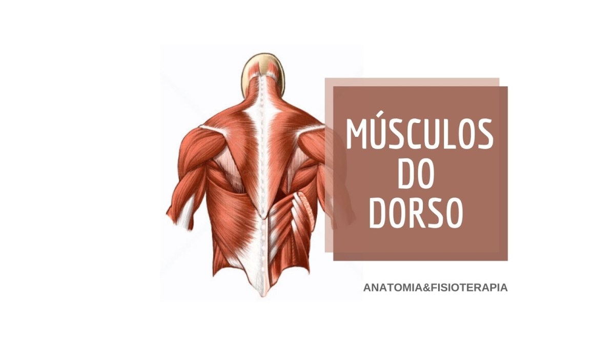 25- Músculos do dorso – Anatomia & Fisioterapia