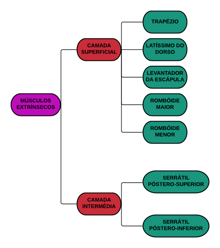 25- Músculos do dorso – Anatomia & Fisioterapia