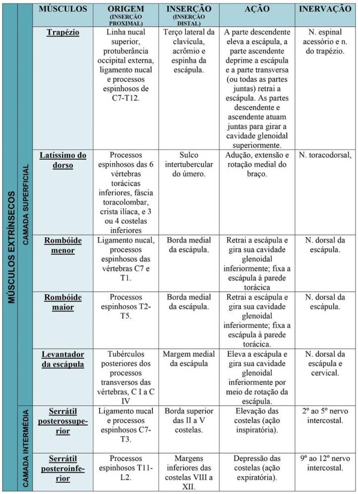 25- Músculos do dorso – Anatomia & Fisioterapia