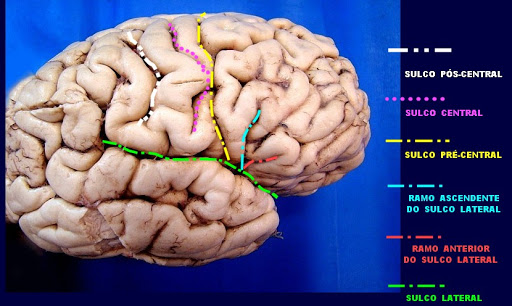 27. Telencéfalo – Anatomia & Fisioterapia