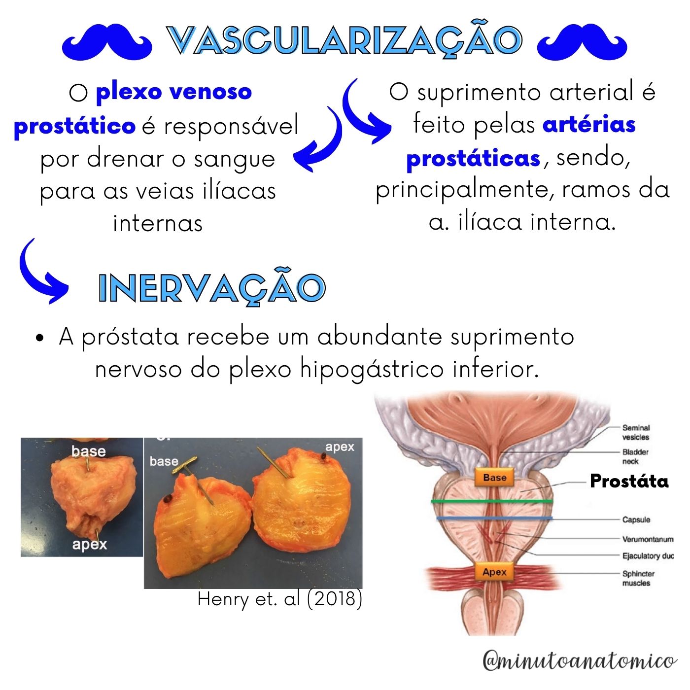 Minuto anatômico #65: Anatomia da próstata – Anatomia & Fisioterapia