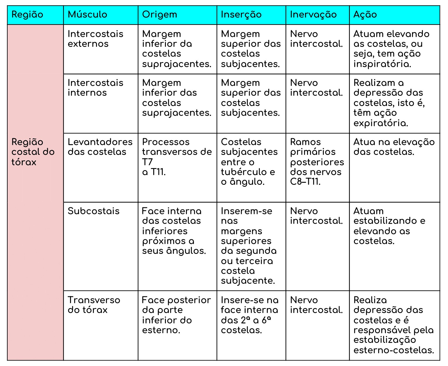 29. Músculos do tórax – Anatomia & Fisioterapia