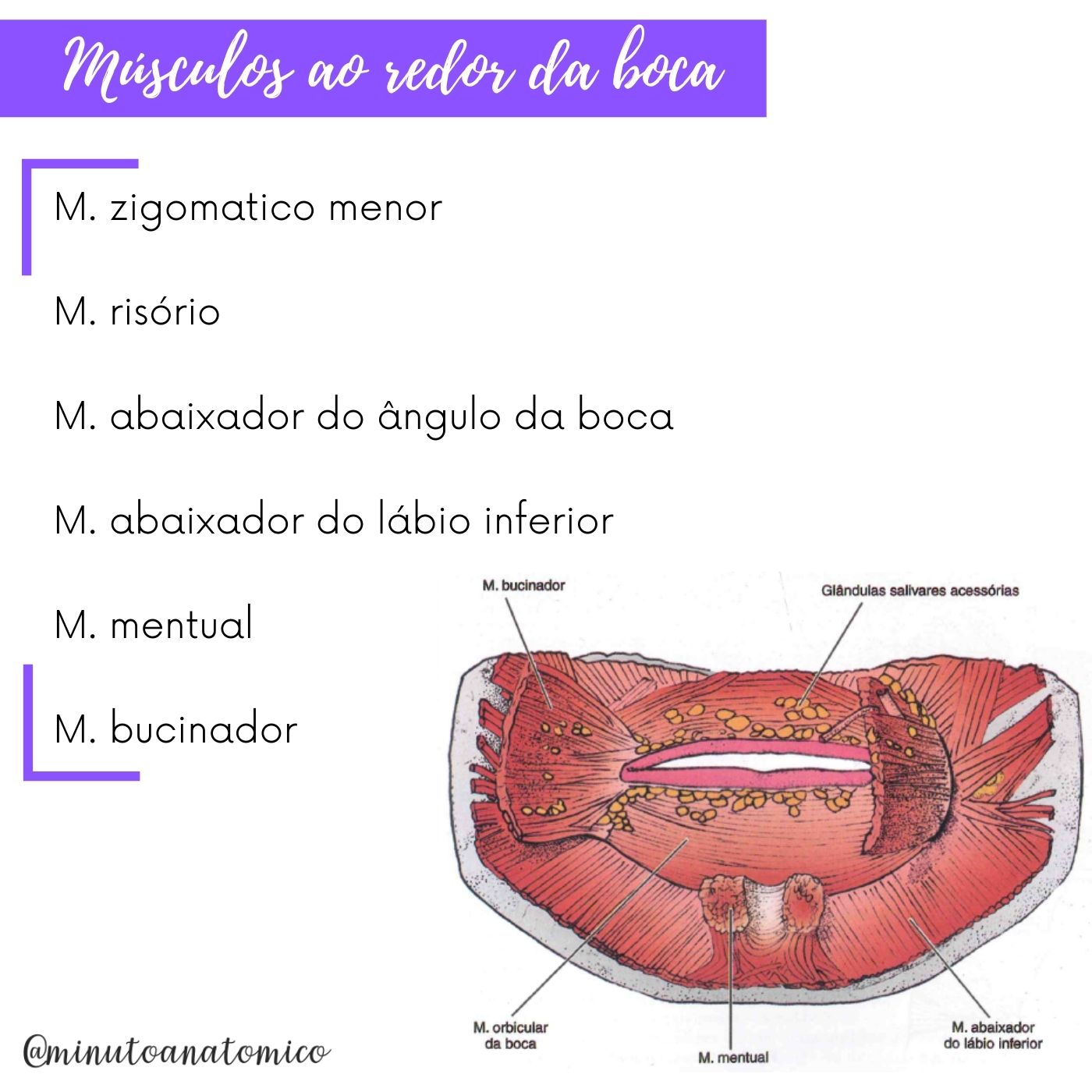 Minuto Anatômico #68: Músculos da mímica facial – Anatomia & Fisioterapia