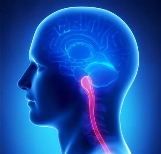 Etimologia #119: Oblonga, Oblongata – Anatomia & Fisioterapia