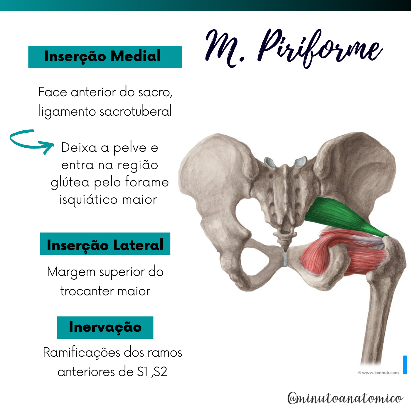 Esqueceram de mim #7: Piriforme – Anatomia & Fisioterapia