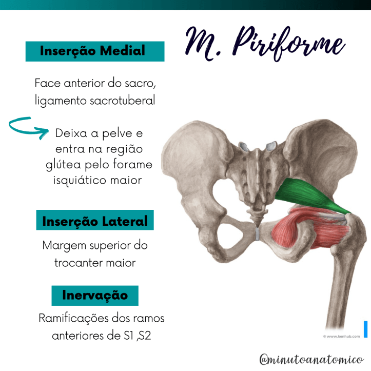 Esqueceram de mim #7: Piriforme – Anatomia & Fisioterapia