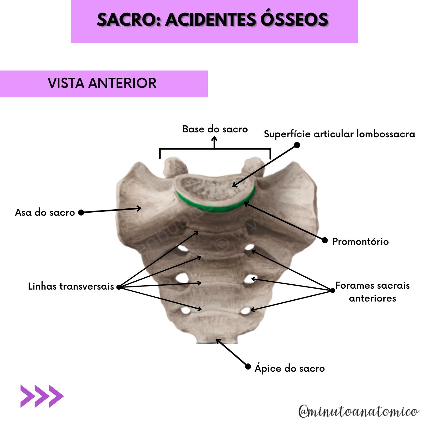 Minuto anatômico #85: Estruturas do sacro – Anatomia & Fisioterapia