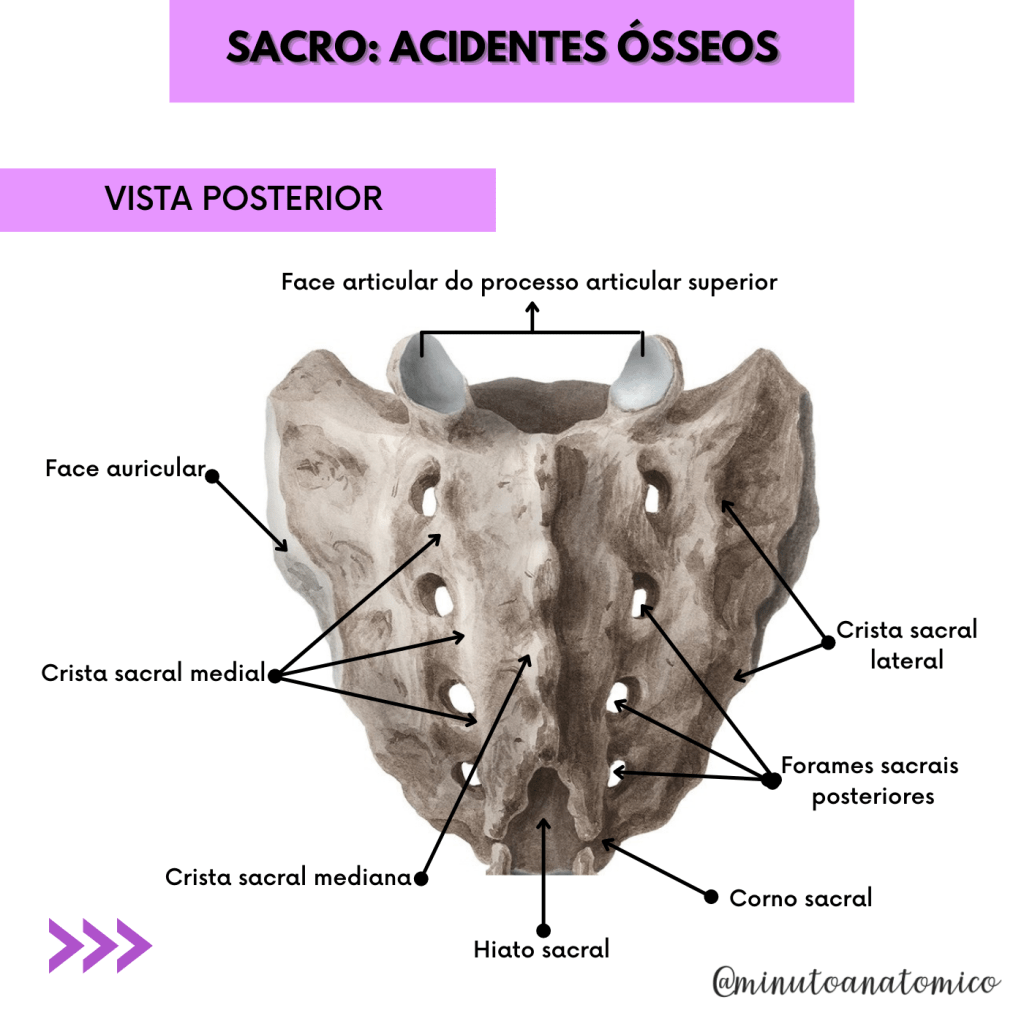 Minuto anatômico #85: Estruturas do sacro – Anatomia & Fisioterapia