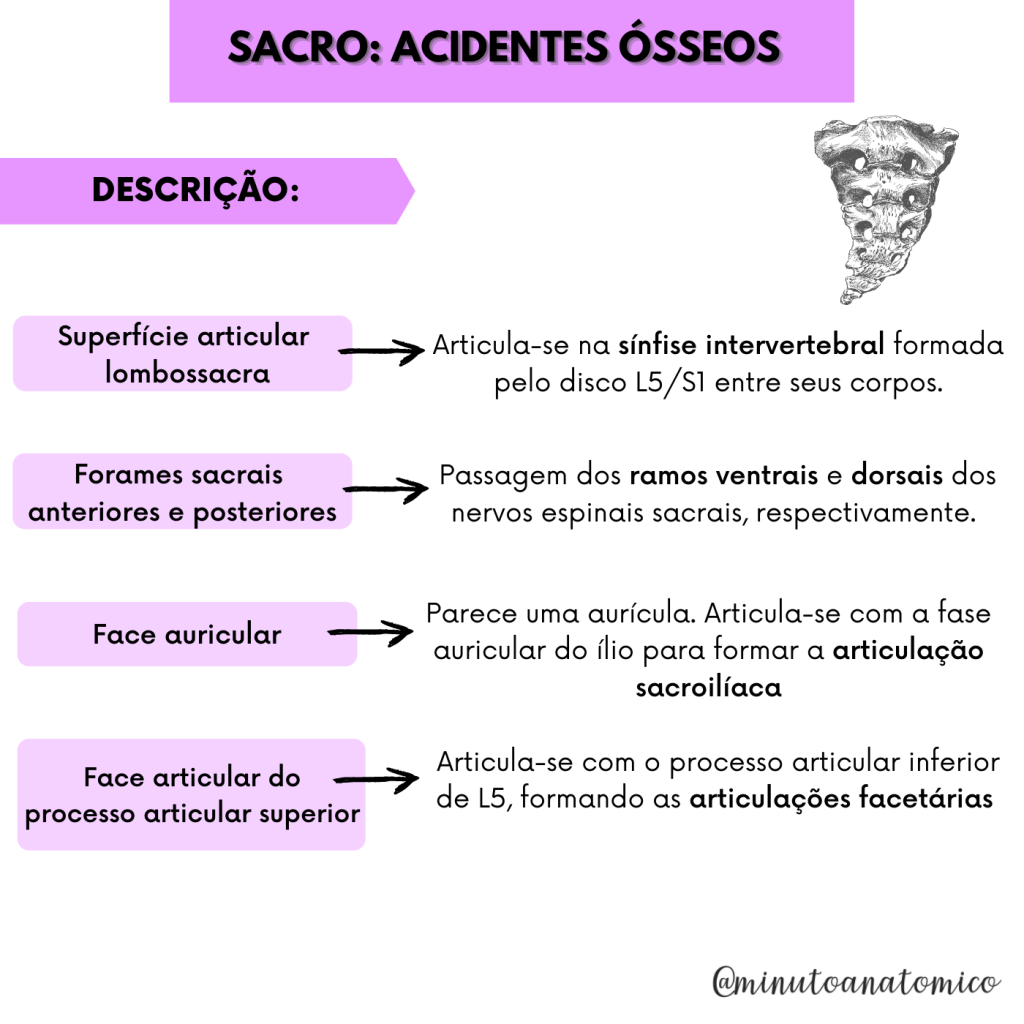Minuto anatômico #85: Estruturas do sacro – Anatomia & Fisioterapia