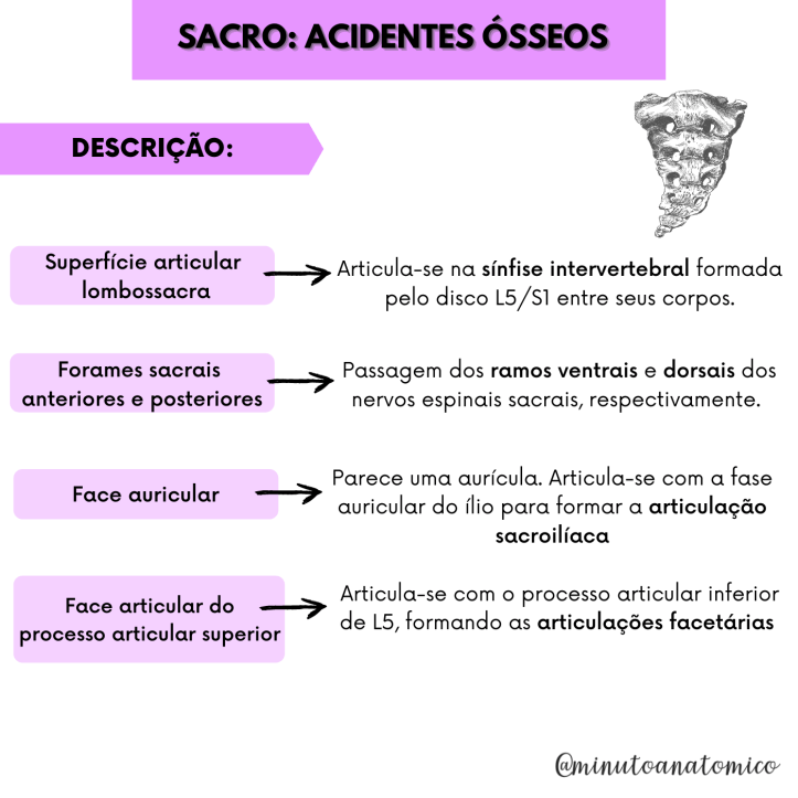 Minuto anatômico #85: Estruturas do sacro – Anatomia & Fisioterapia