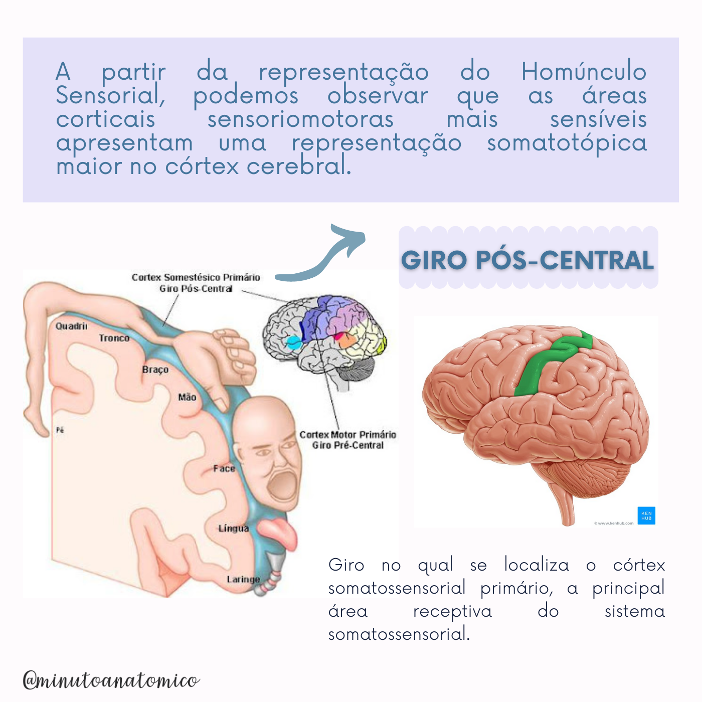 Minuto anatômico #86: Homúnculo sensitivo – Anatomia & Fisioterapia