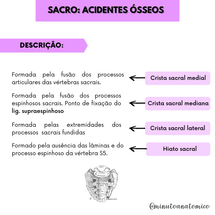 Minuto anatômico #85: Estruturas do sacro – Anatomia & Fisioterapia