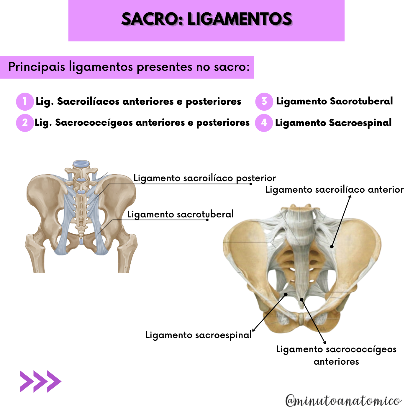 Minuto anatômico #85: Estruturas do sacro – Anatomia & Fisioterapia