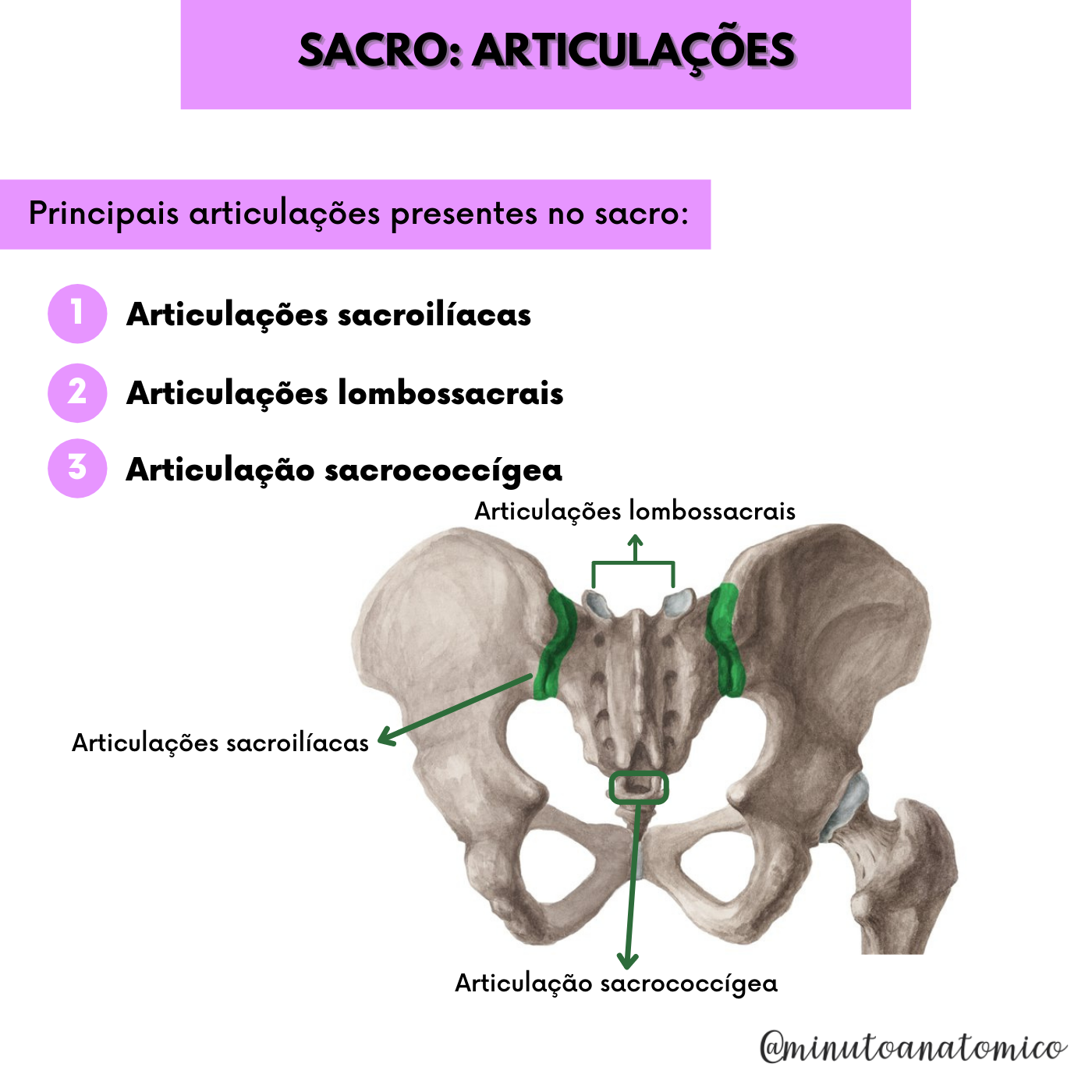 Minuto anatômico #85: Estruturas do sacro – Anatomia & Fisioterapia