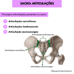 Minuto anatômico #85: Estruturas do sacro – Anatomia & Fisioterapia