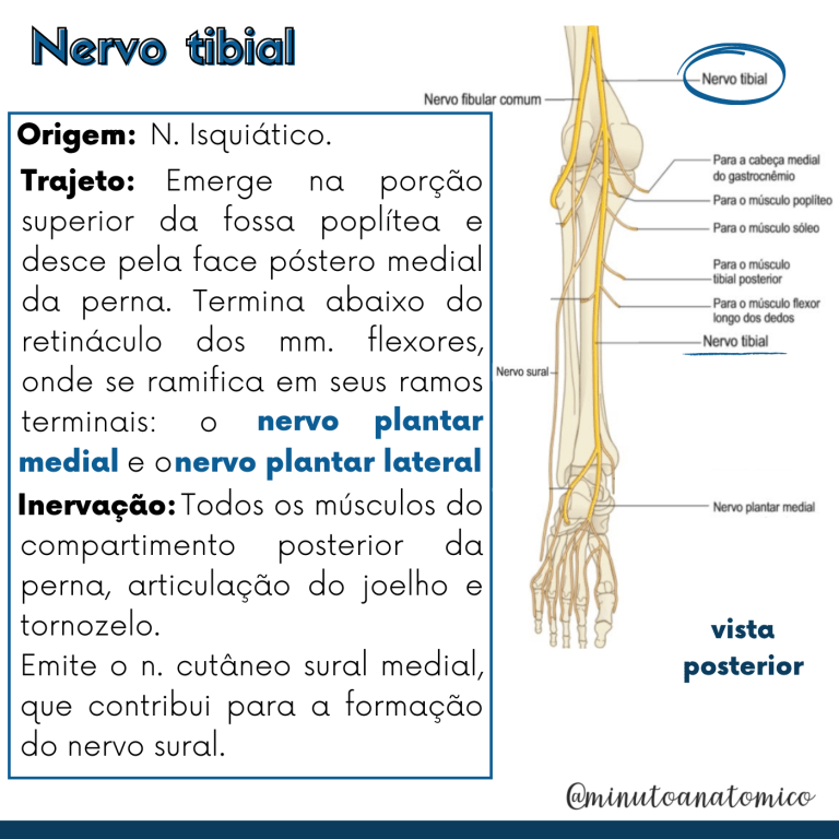Minuto anatômico #88: Plexo sacral – Anatomia & Fisioterapia