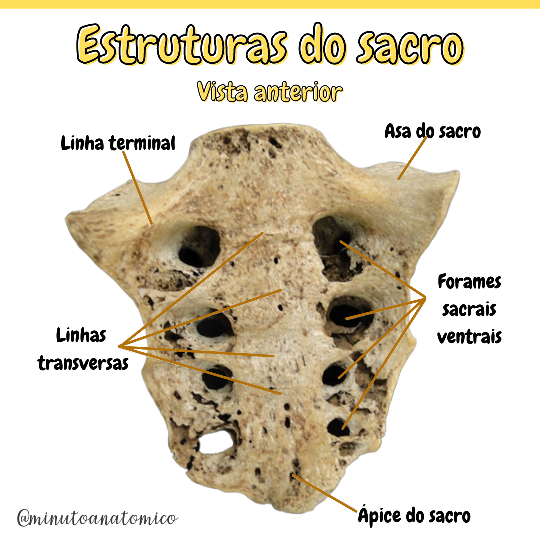 Minuto anatômico #95: Sacro – Anatomia & Fisioterapia