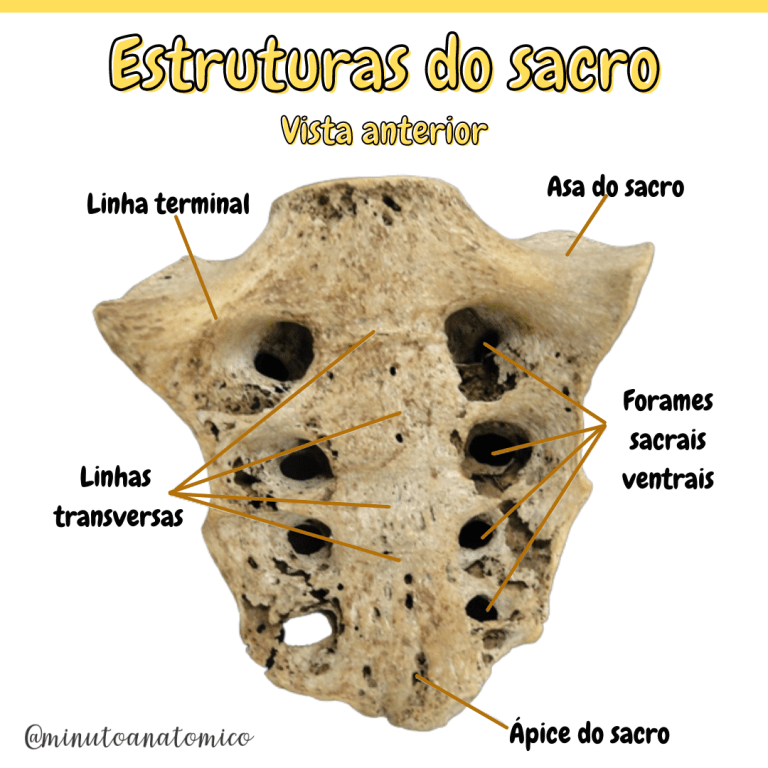 Minuto anatômico #95: Sacro – Anatomia & Fisioterapia