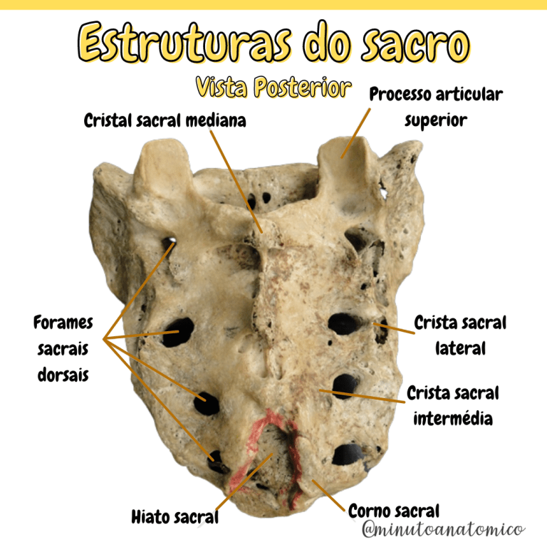 Minuto anatômico #95: Sacro – Anatomia & Fisioterapia