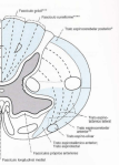 35. Vias aferentes – Anatomia & Fisioterapia