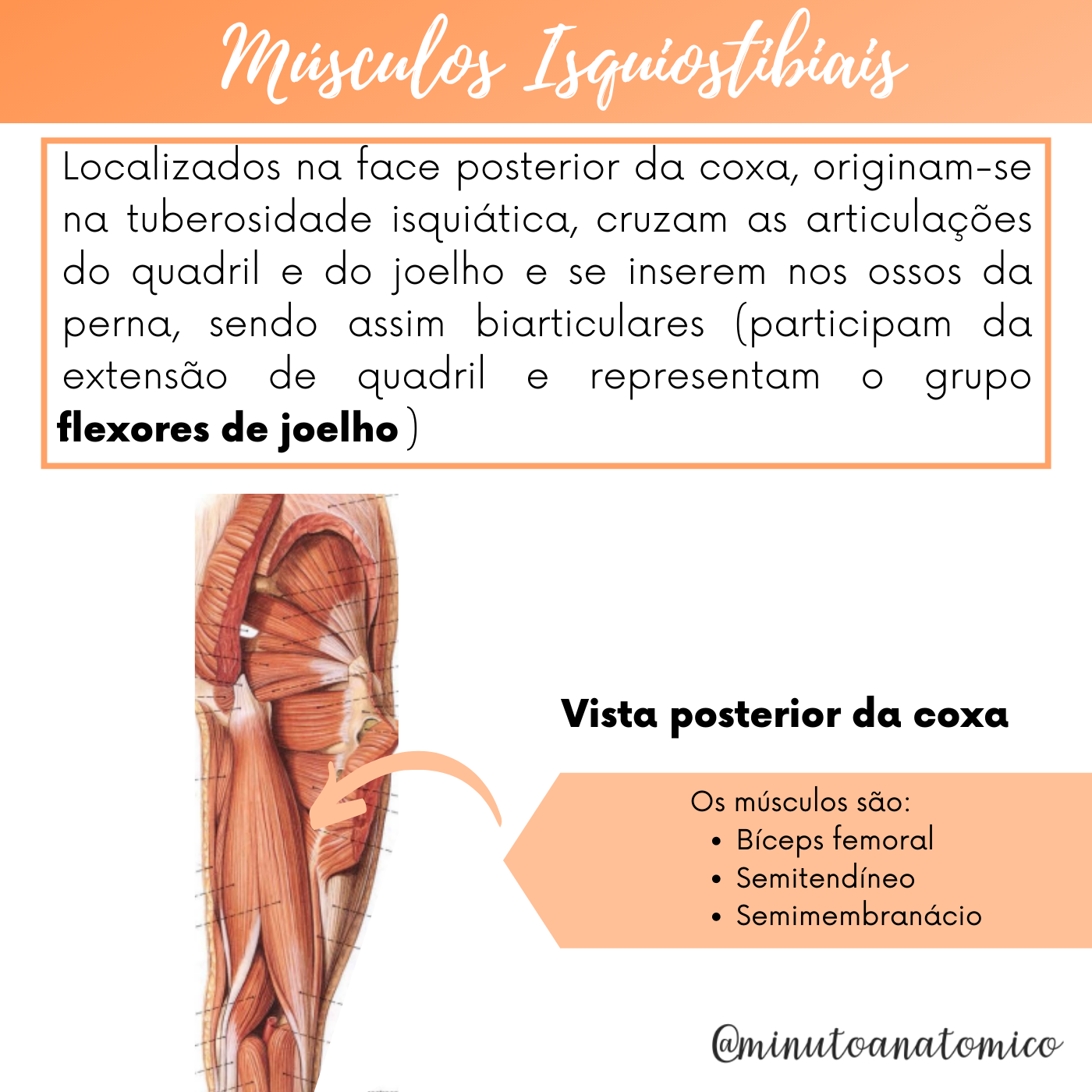 Minuto anatômico #102: Músculos isquiotibiais – Anatomia & Fisioterapia