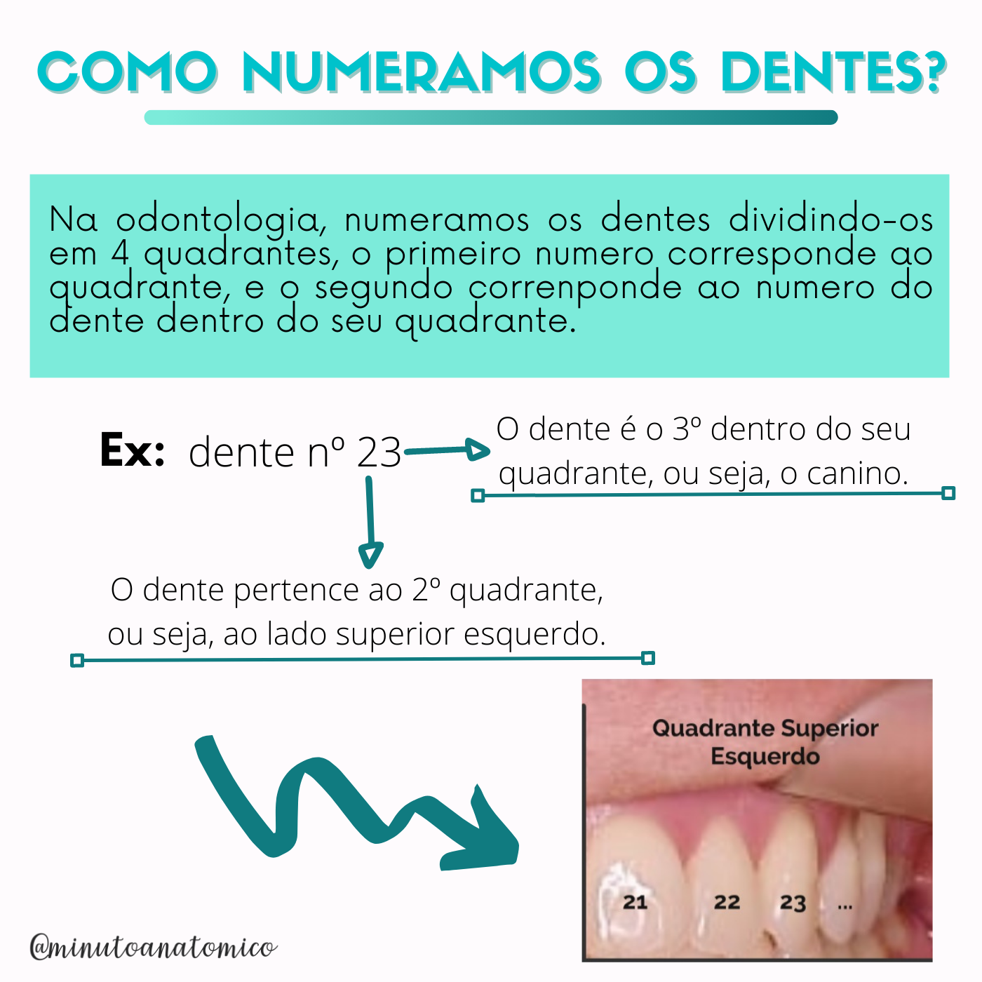 Minuto anatômico #103: Faces e numerações dos dentes – Anatomia ...