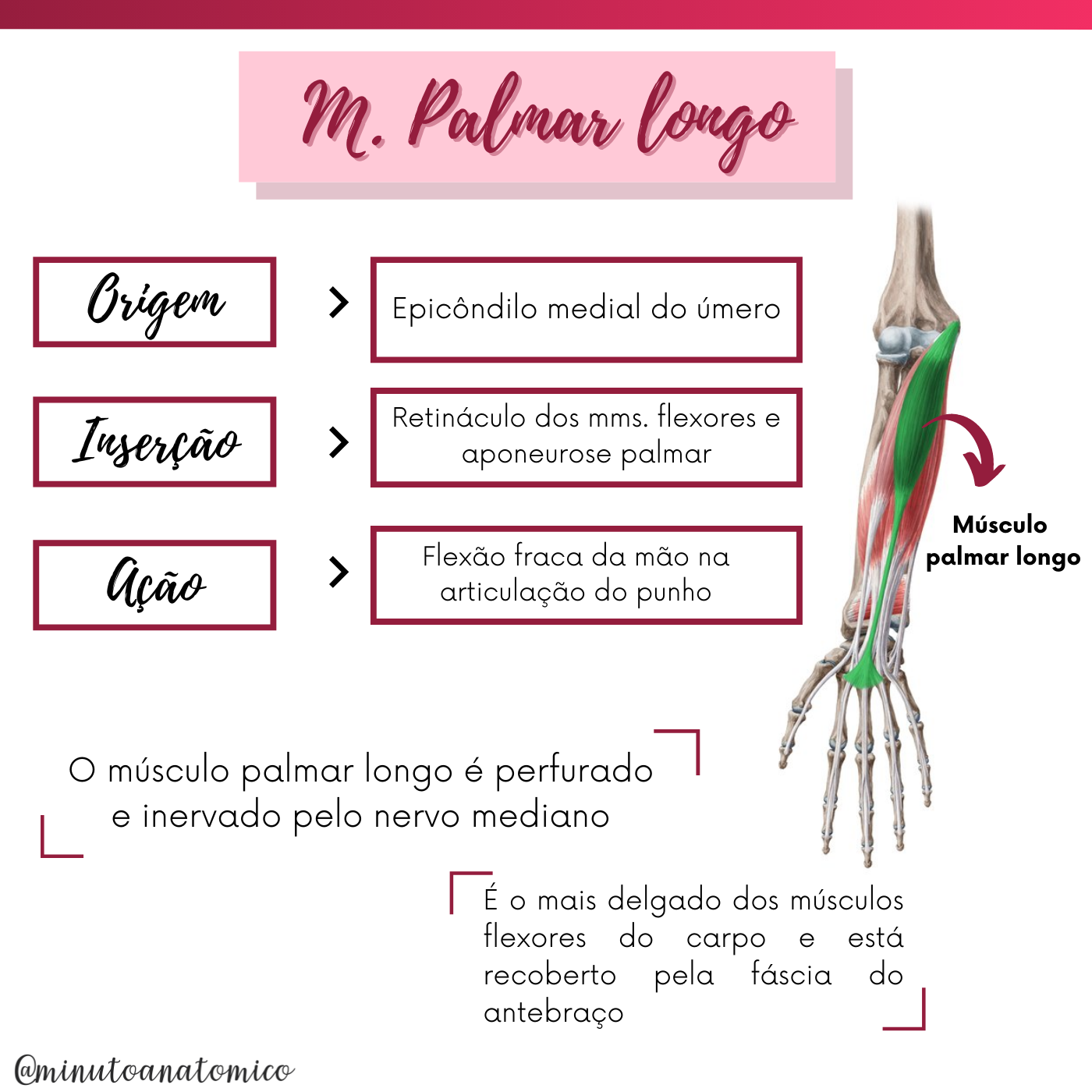 Esqueceram de mim #8: Palmar longo – Anatomia & Fisioterapia