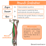 Minuto anatômico #102: Músculos isquiotibiais – Anatomia & Fisioterapia