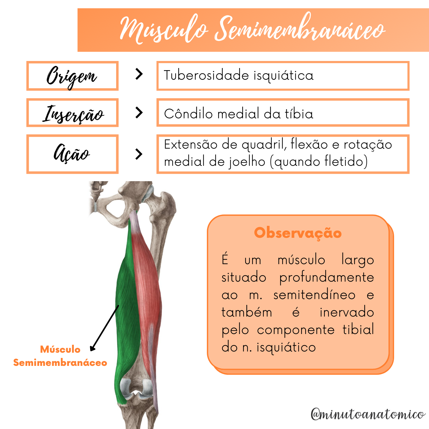 Minuto anatômico #102: Músculos isquiotibiais – Anatomia & Fisioterapia