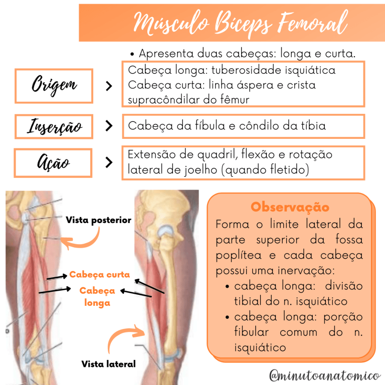 Minuto anatômico #102: Músculos isquiotibiais – Anatomia & Fisioterapia