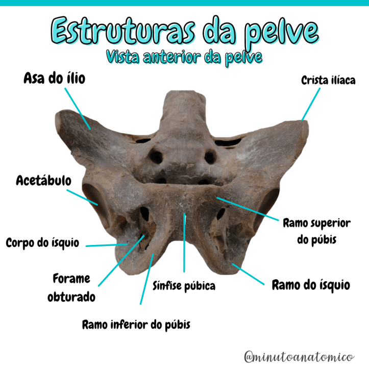 Minuto anatômico #110: Estruturas da pelve – Anatomia & Fisioterapia