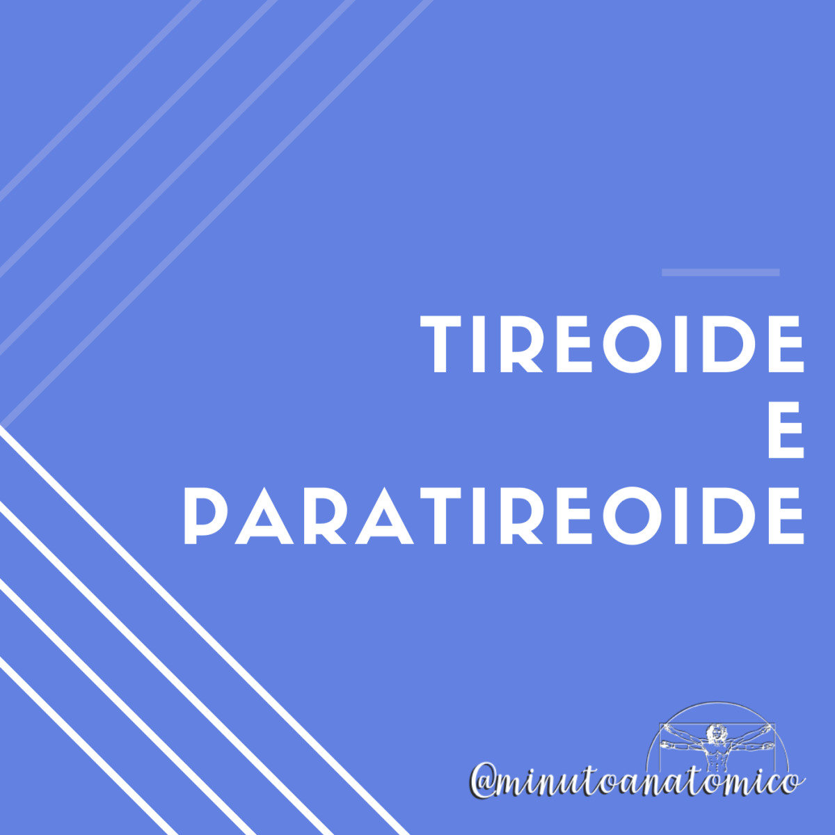 Minuto anatômico #108: Tireoide e paratireoide – Anatomia & Fisioterapia